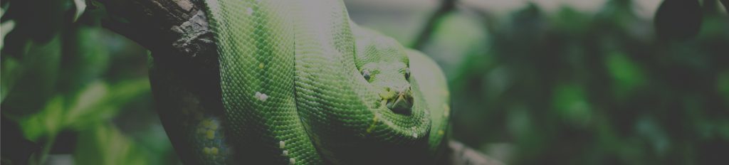 Poisons, Toxins and Bites - Southern Cross Veterinary Clinic