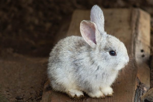 Rabbit Vaccinations - Are They Needed? | Southern Cross Vet