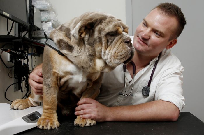 After Hours & Emergency Vet Sydney | Southern Cross Vet