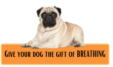 BOAS Surgery in Dogs: Signs, Surgery & Cost | Southern Cross Vet