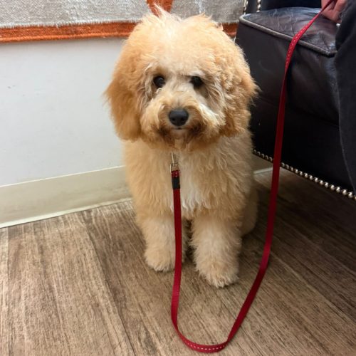 Laparoscopic Spay & Desexing Dogs and Cats | Southern Cross Vet