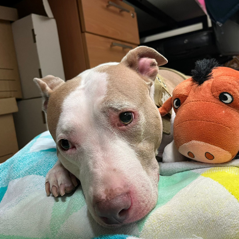 Laparoscopic Spay & Desexing Dogs and Cats | Southern Cross Vet