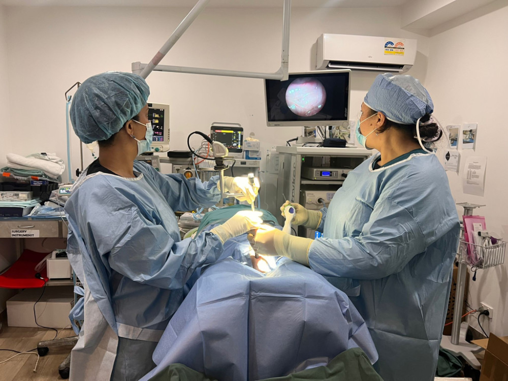 Laparoscopic Spay & Desexing Dogs and Cats | Southern Cross Vet