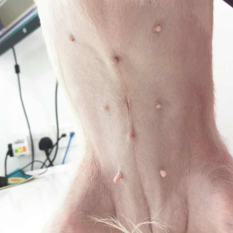 Laparoscopic Spay & Desexing Dogs and Cats | Southern Cross Vet