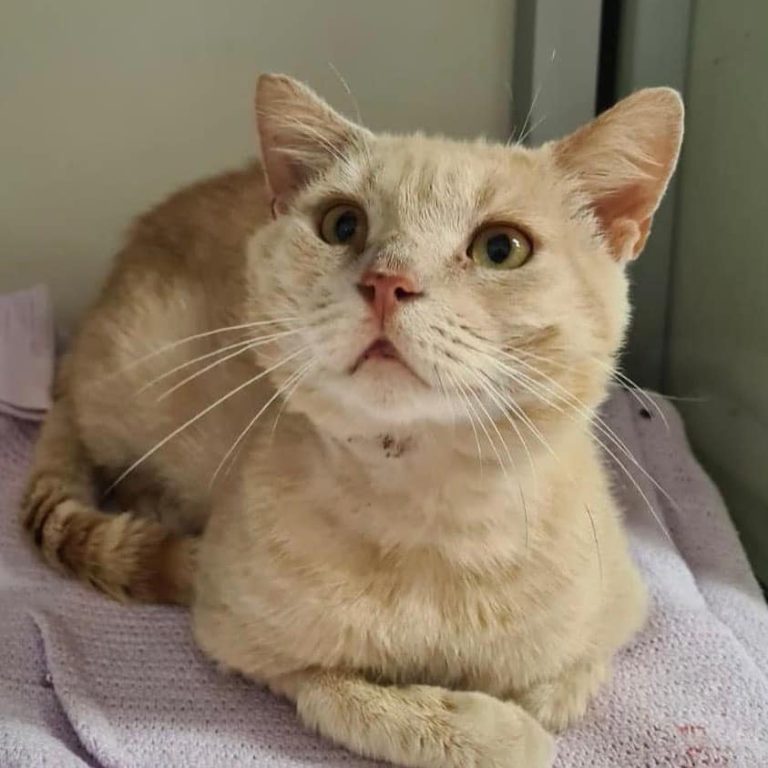 Hyperthyroidism in Cats: Symptoms, Blood Test & Treatment